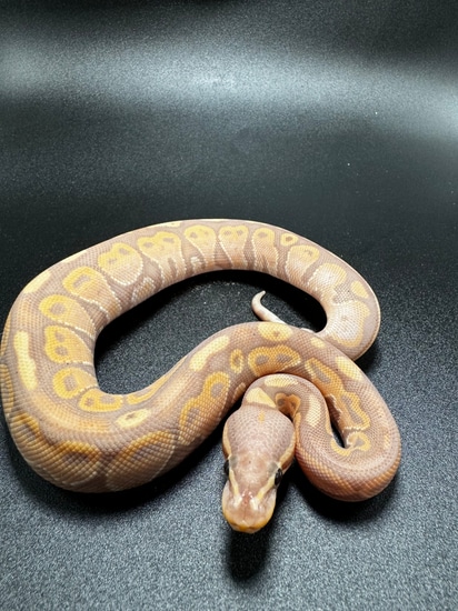 Banana Sable Ball Python by StoneAge Ball Pythons