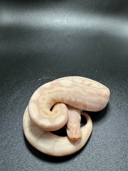 Super Banana Ball Python by StoneAge Ball Pythons