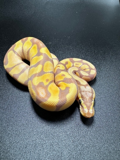 Banana Cinnamon Enchi Dh Clown Pied Female Maker Ball Python by ...