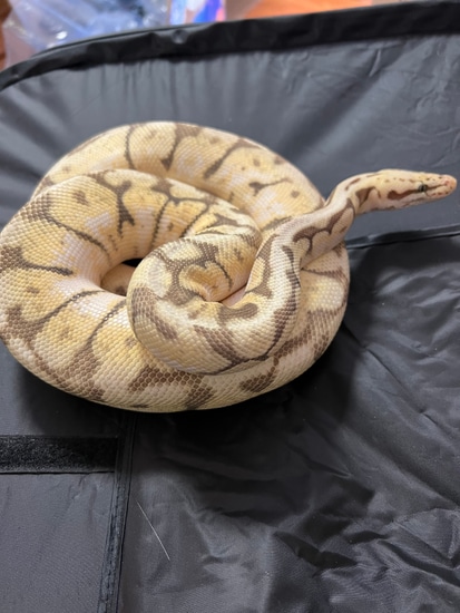 Killer Queen Bee Ball Python by Stone Cold Serpents
