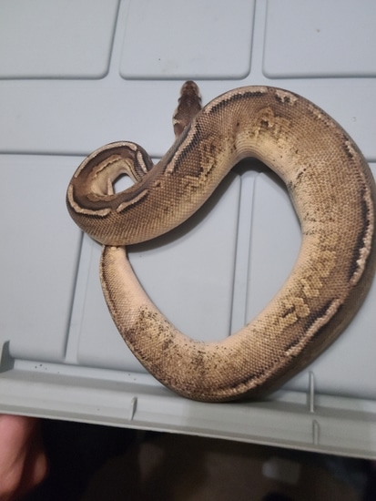 Pewter Ball Python by Stone Cold Serpents
