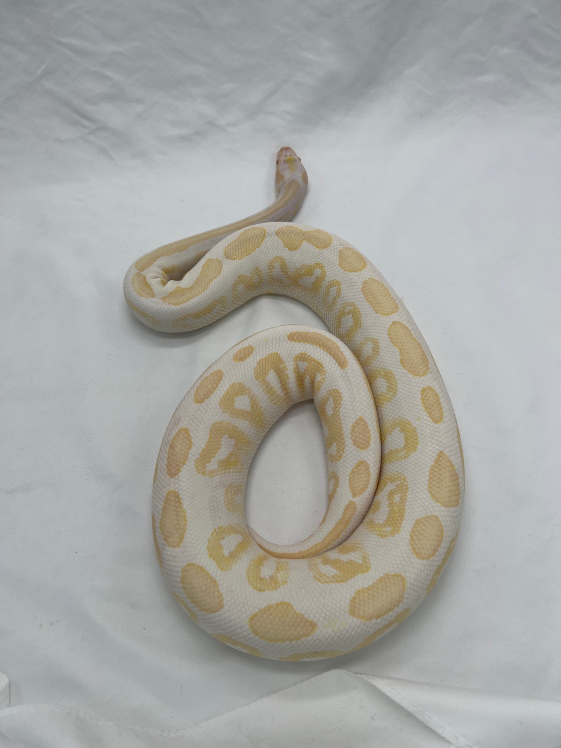Black Pastel Albino Ball Python by Stone Cold Serpents - MorphMarket