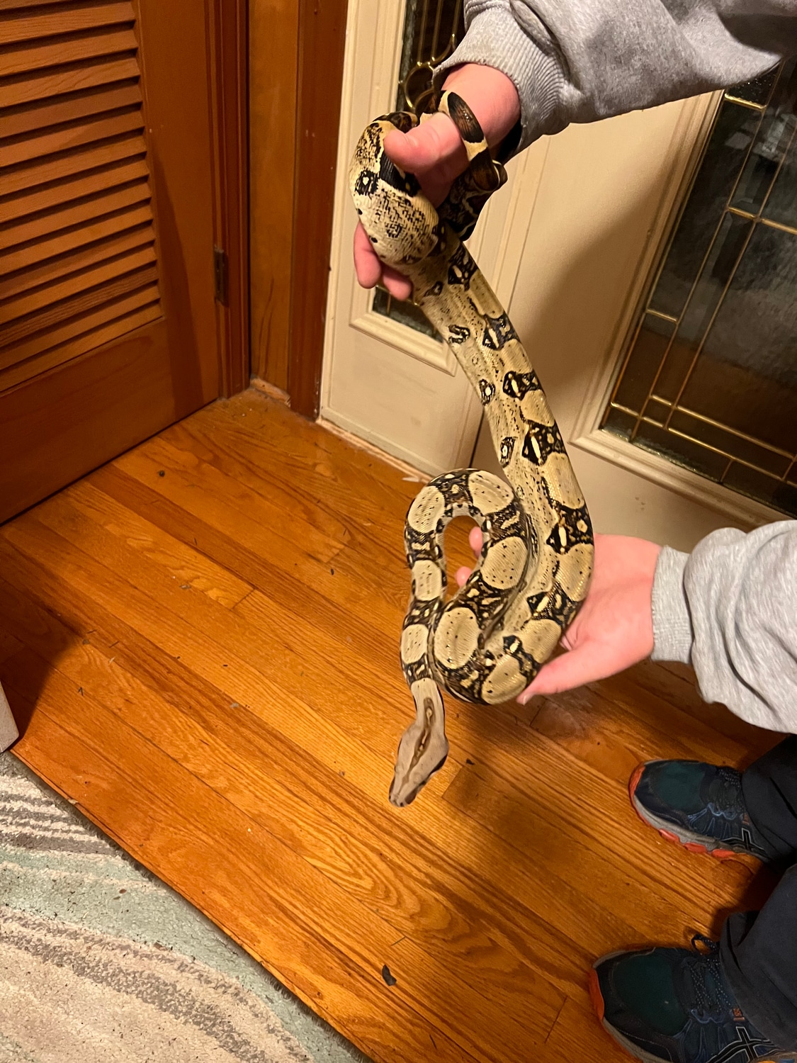 Redtail Boa Boa Constrictor by Stone Cold Serpents - MorphMarket