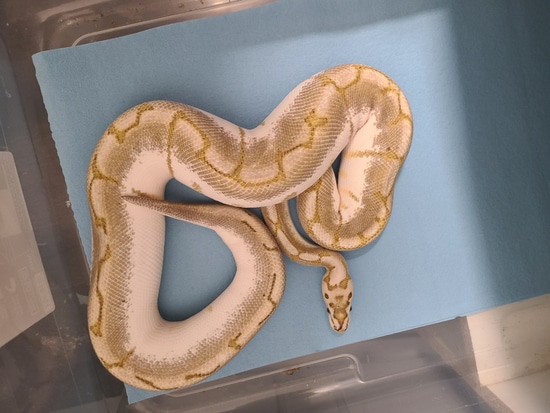 Bamboo Spider Ball Python by Stone Cold Serpents