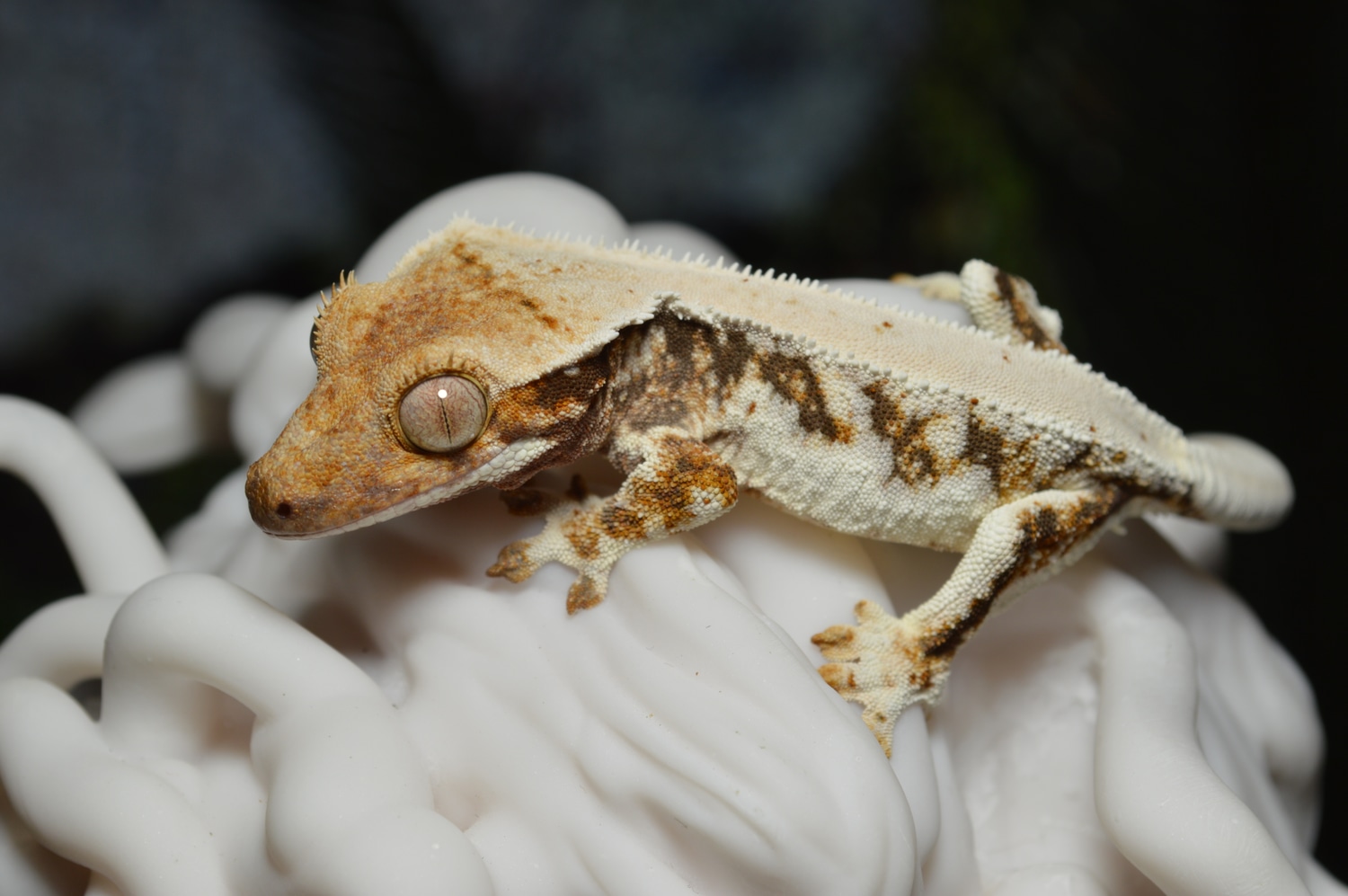 50% Het Axanthic, High-Coverage Lilly-White Crested Gecko by Stone ...