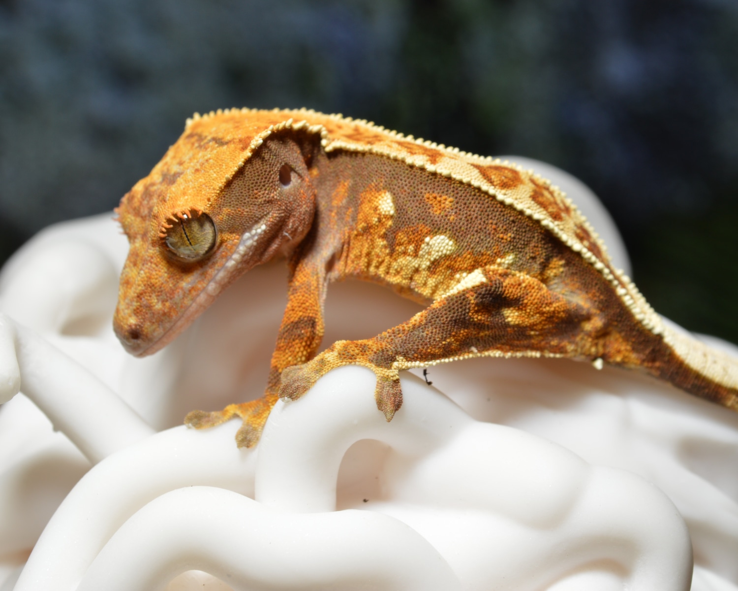 Cold-Fusion Hypo/Lavender NPV Crested Gecko by Stone Haven Geckos LLC ...