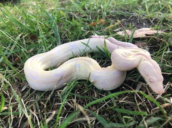 Beautiful Sharp IMG Snow Boa Constrictor by Wes's Reptiles