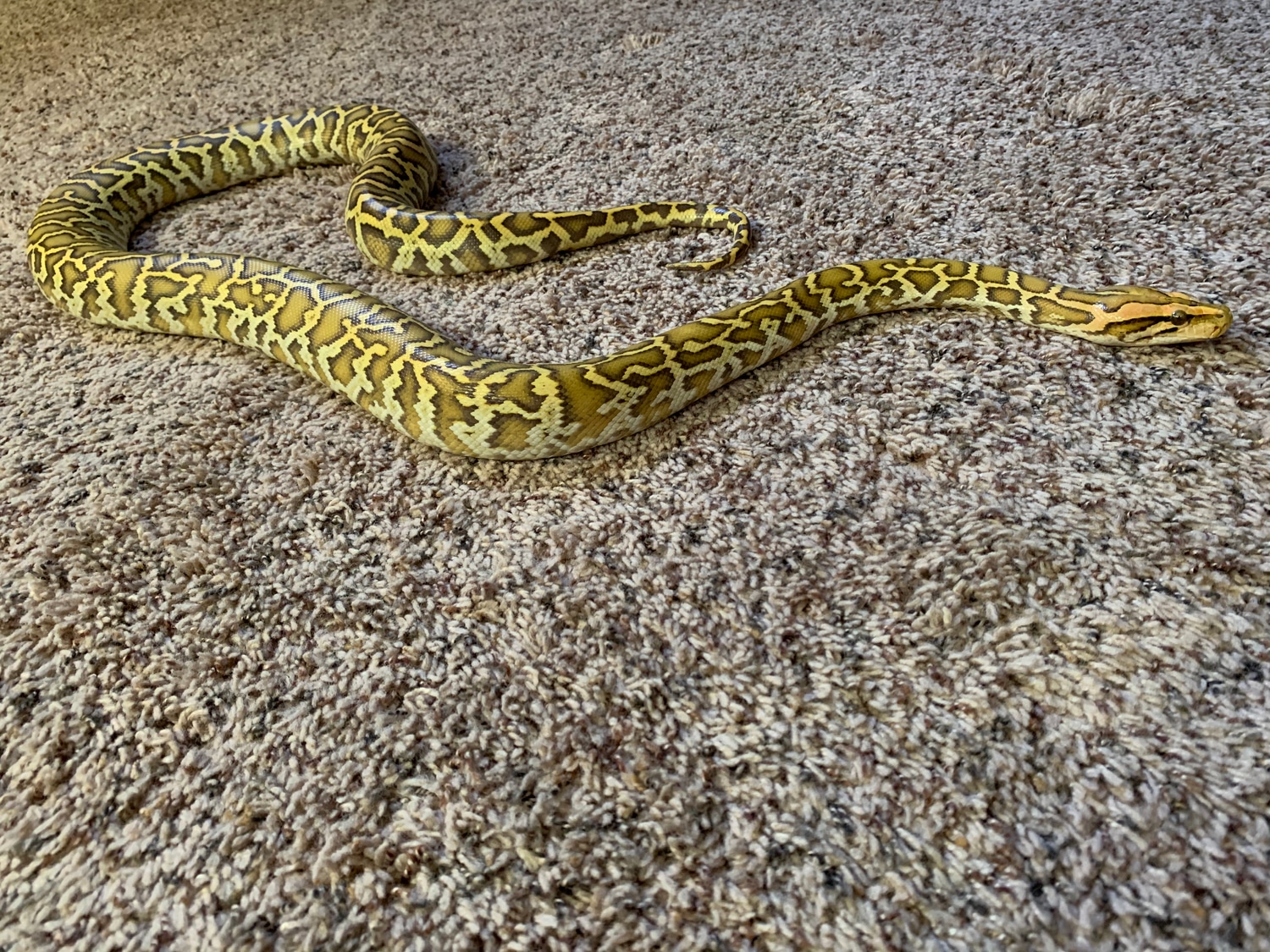 Caramel - PRICE REDUCED Burmese Python by Wes's Reptiles - MorphMarket
