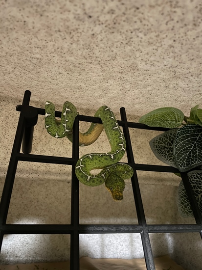 Gorgeous Captive Bred Amazon Basin Emerald Tree Boa Amazon Basin Tree ...