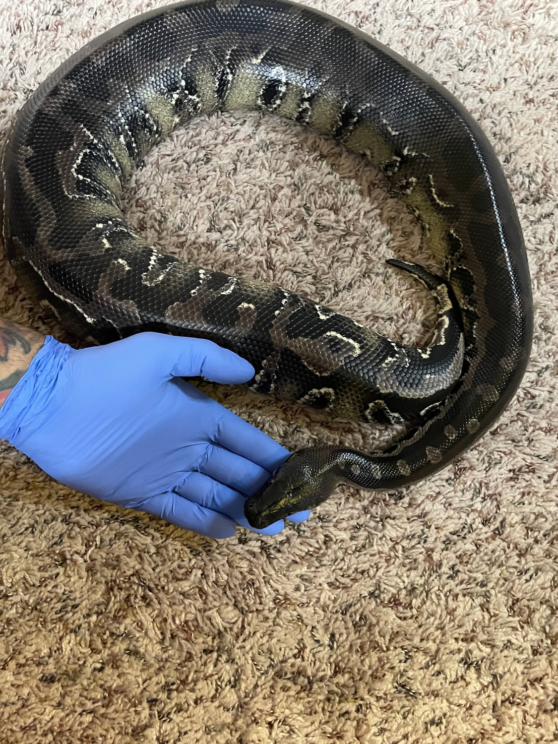 Black Sumatran Short-tailed Python by Wes's Reptiles - MorphMarket