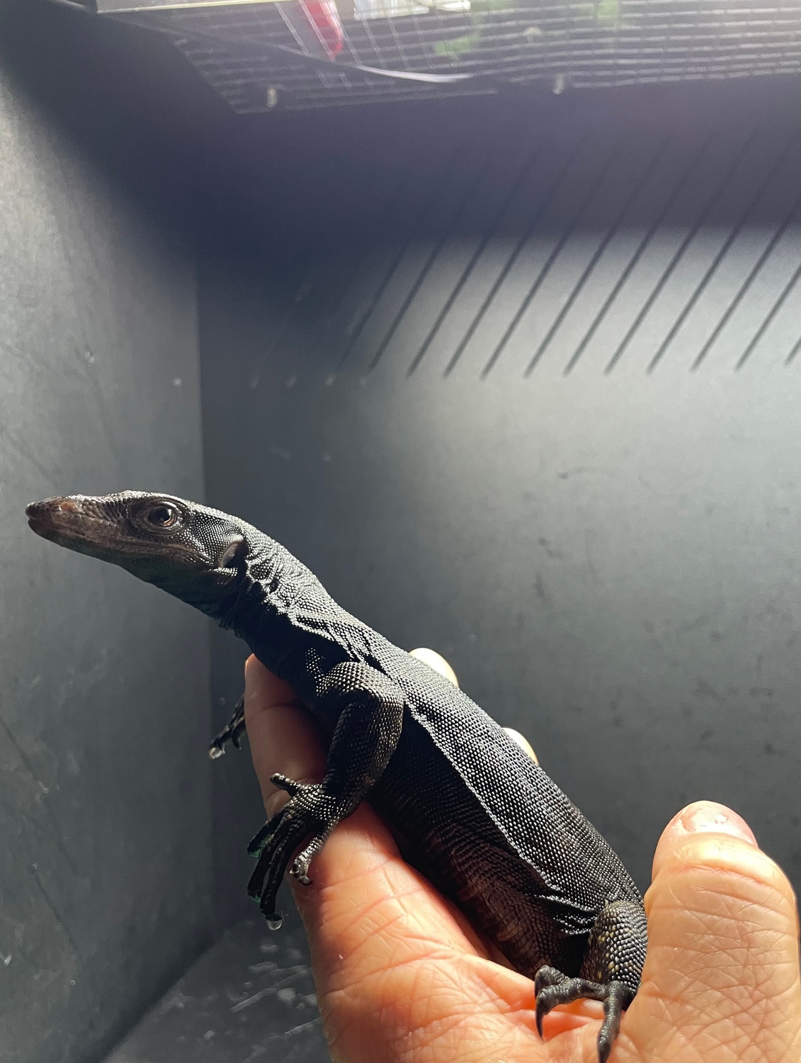 Black Dragon Water Monitor by Wes's Reptiles - MorphMarket