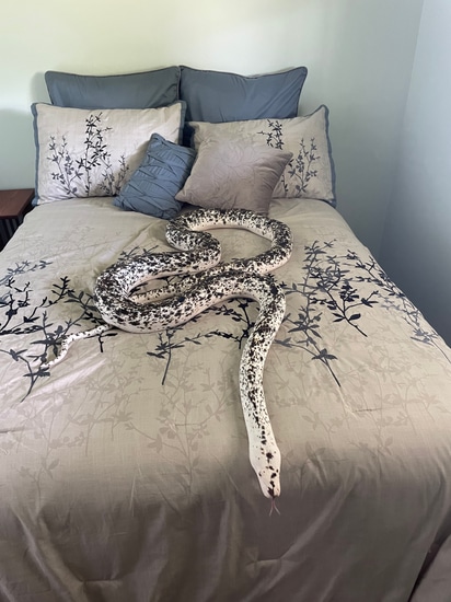 Golden Child Cow Reticulated Python by Wes's Reptiles