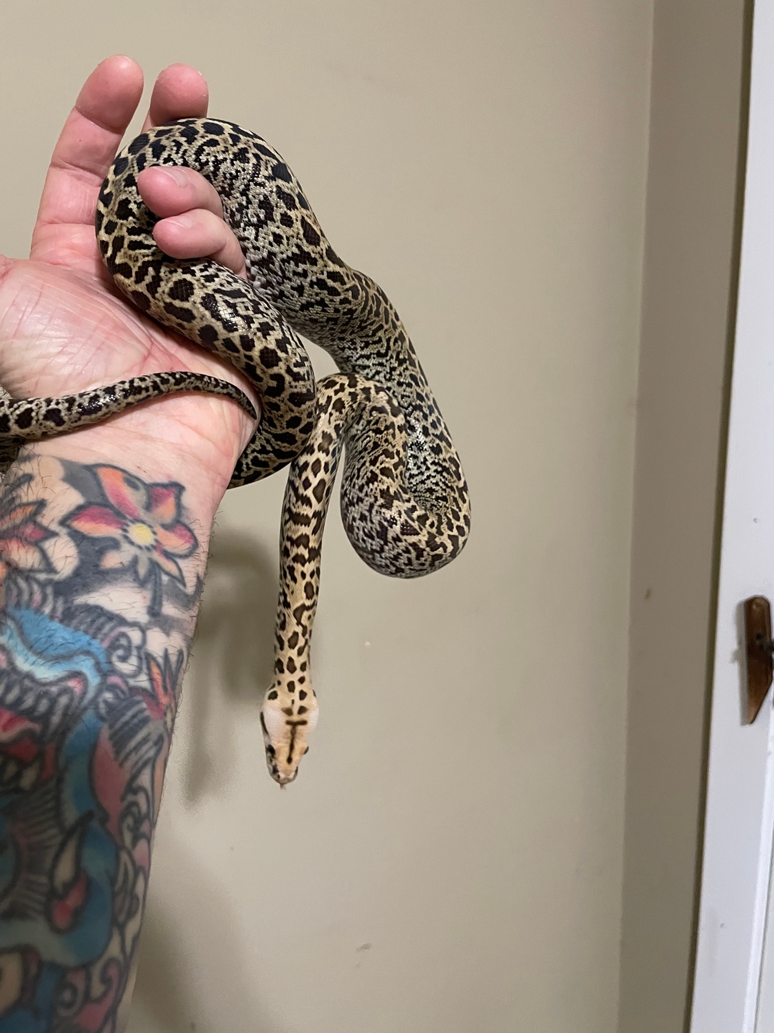 Granite Burmese Python by Wes's Reptiles - MorphMarket
