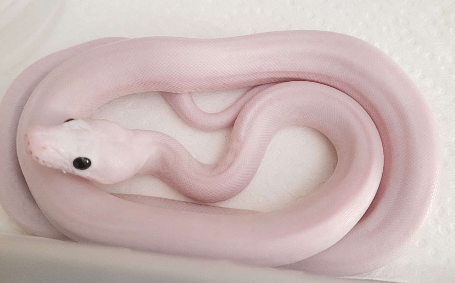 Black Eyed Lucy Reticulated Python by Wes's Reptiles - MorphMarket