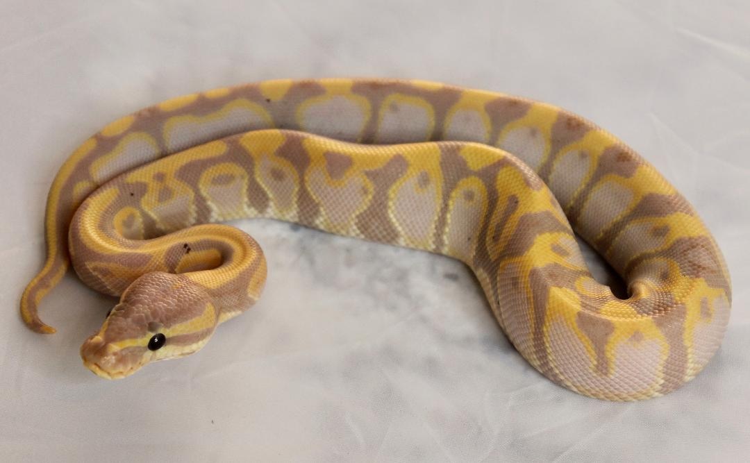 Pastel Banana Xtreme Gene Ball Python by R and C Reptiles - MorphMarket