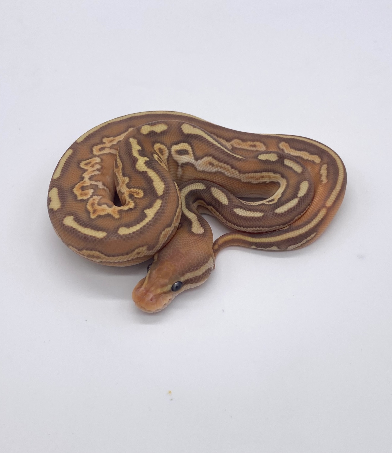 Banana Lesser Onyx Poss Het Pied Ball Python by R and C Reptiles ...
