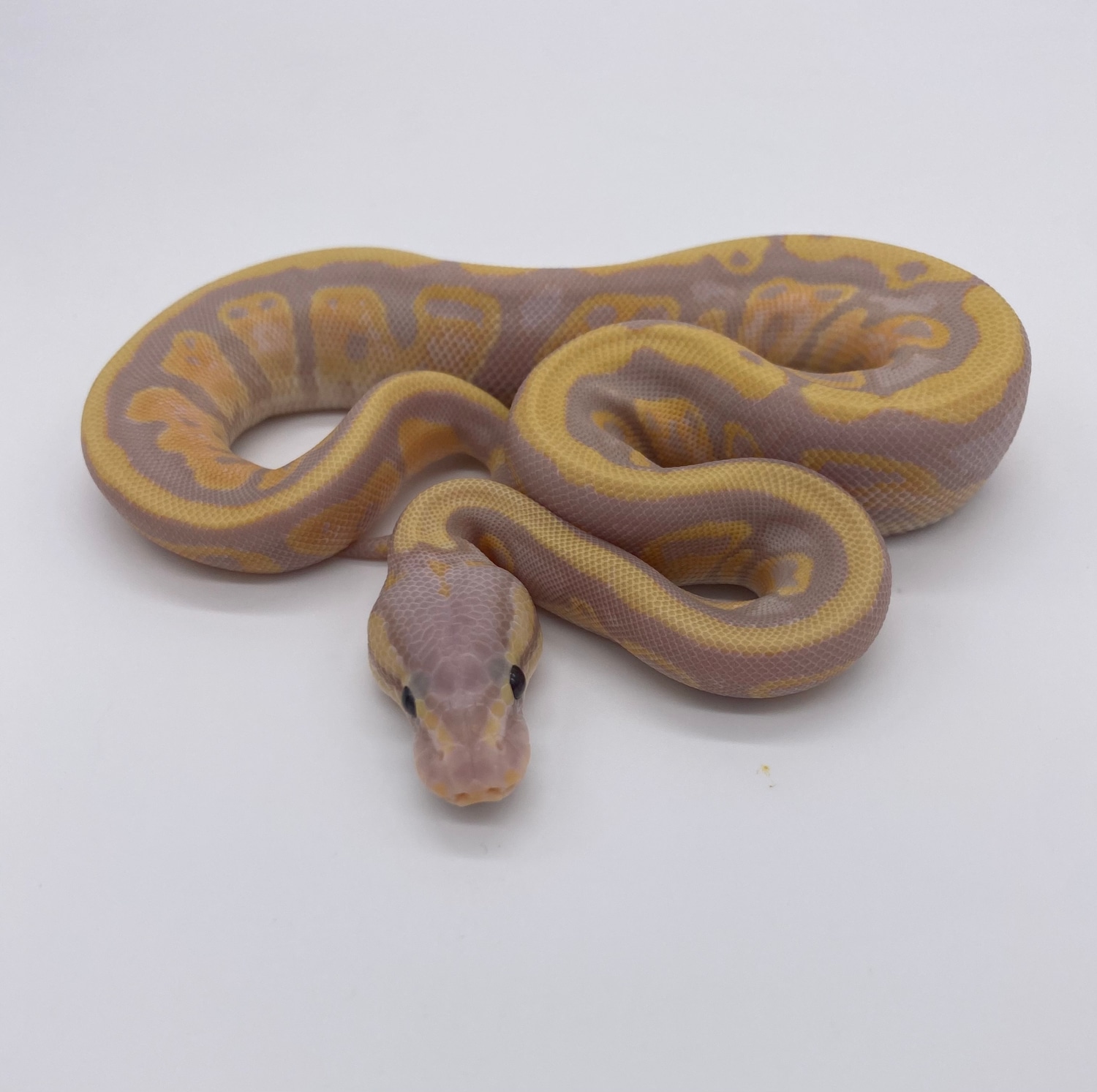 Banana Firefly Ball Python by R and C Reptiles - MorphMarket
