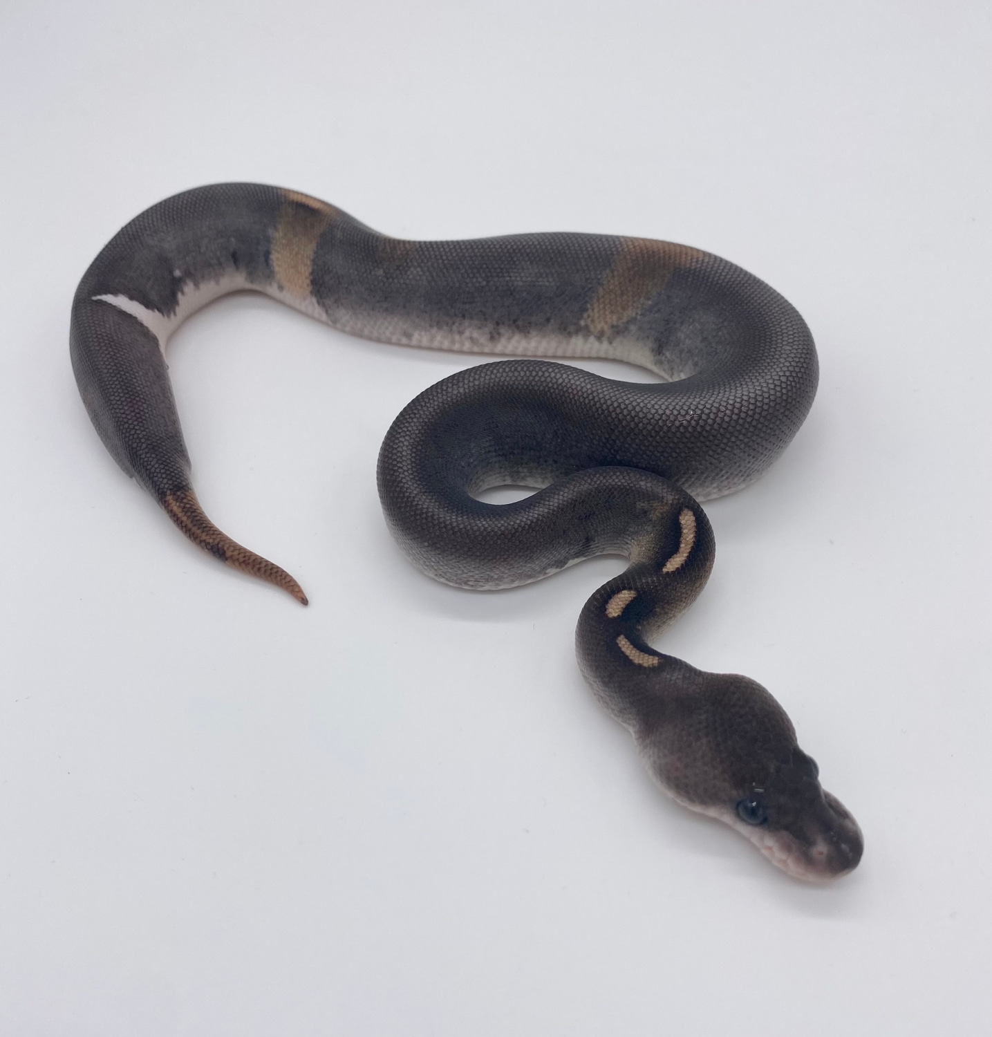 8 Het Pied Paradox Ball Python by R and C Reptiles - MorphMarket