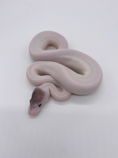 Pewter/Black Pewter Mojave Pied Ball Python by R and C Reptiles
