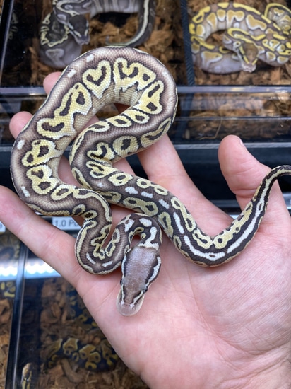 Pastel Lesser Het Red Axanthic Ball Python by R and C Reptiles