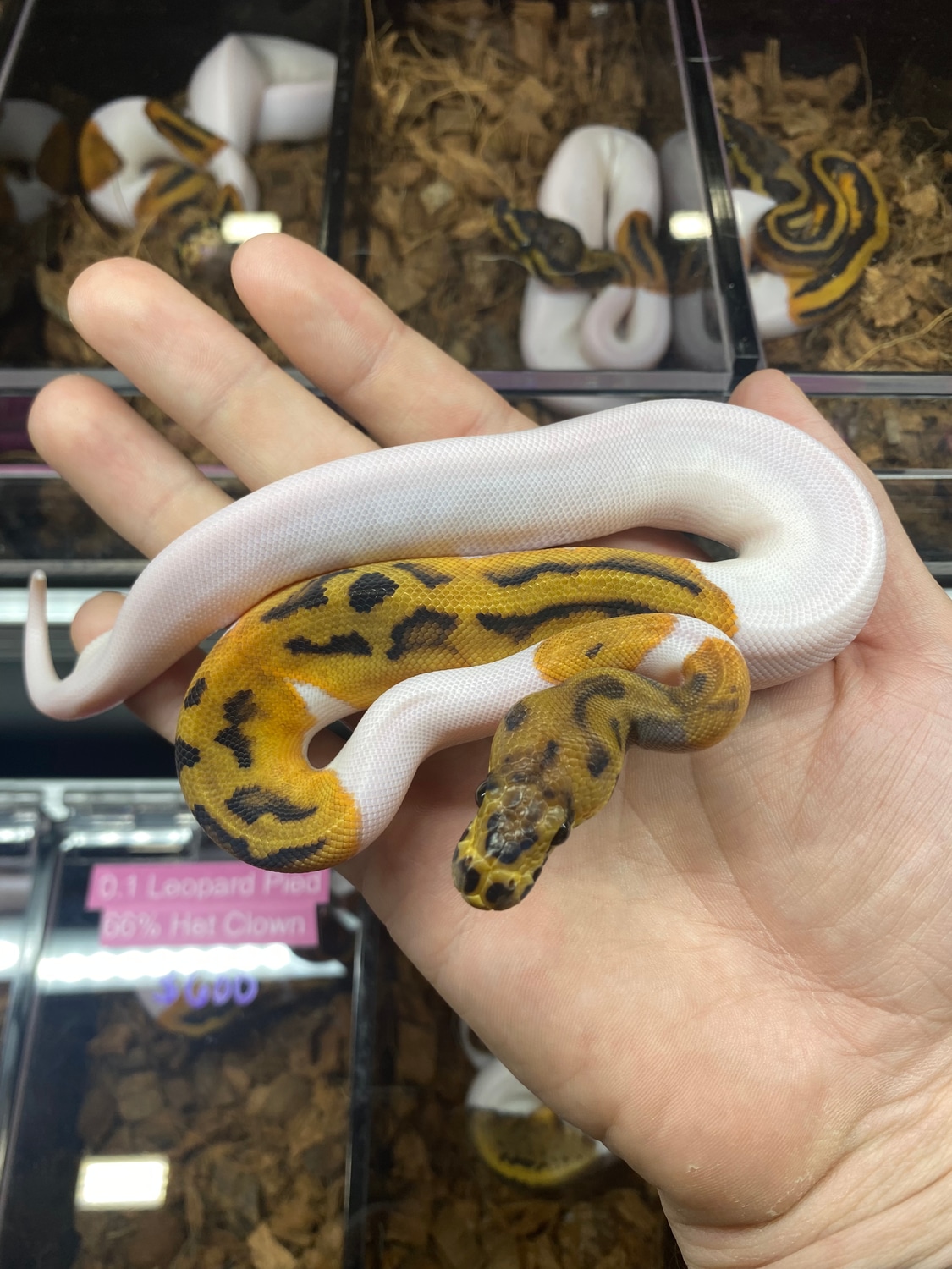 Clown Pied Ball Python by R and C Reptiles - MorphMarket