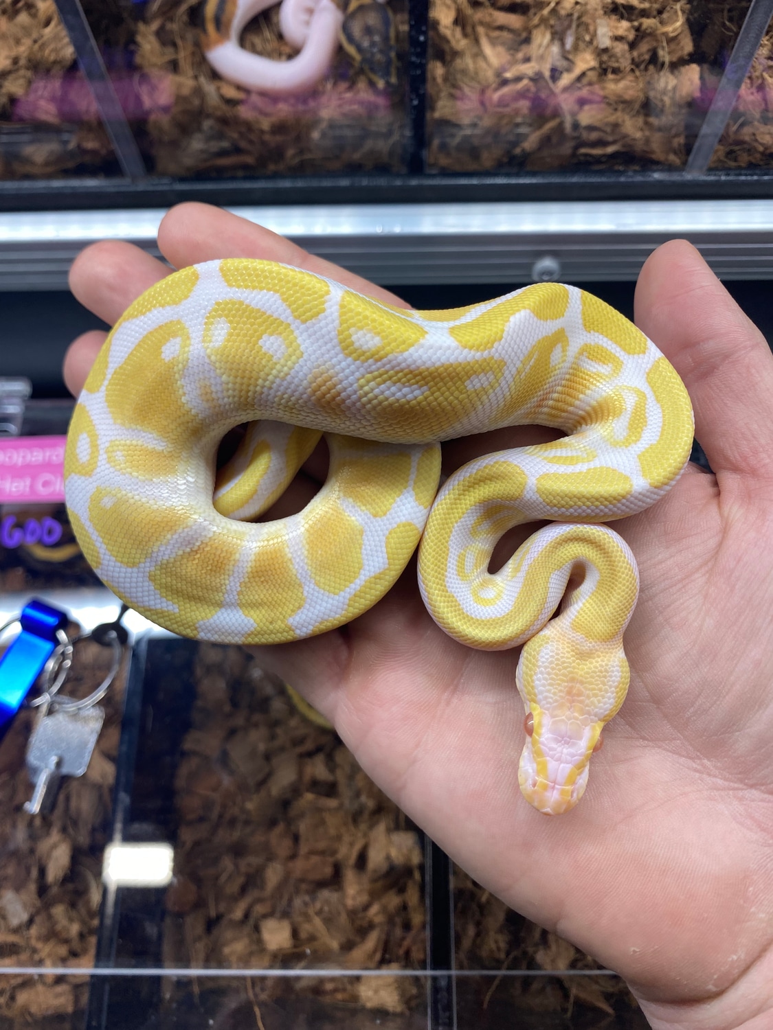Albino Het Pied Ball Python by R and C Reptiles - MorphMarket