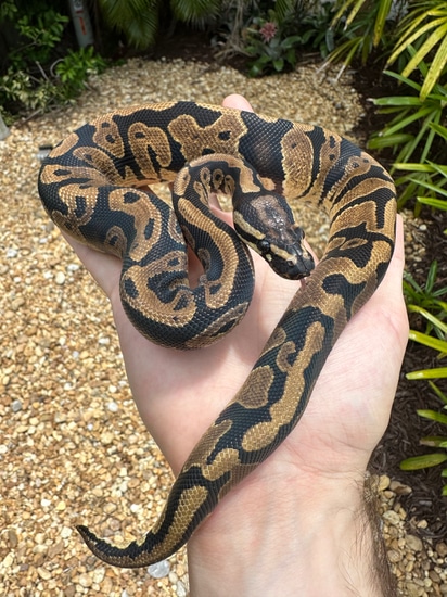 Confusion Ball Python by R and C Reptiles