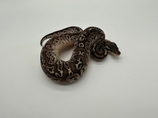 Pewter Het Pied Ball Python by R and C Reptiles