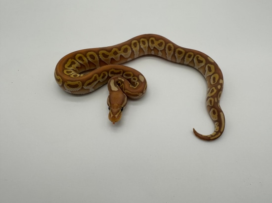 Banana Lesser Het Red Axanthic Ball Python by R and C Reptiles