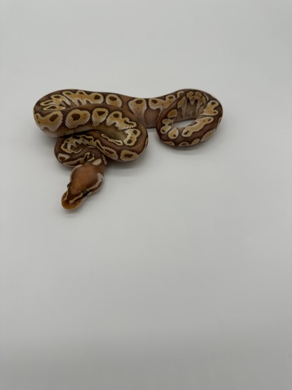 Banana Lesser Adder Ball Python by R and C Reptiles