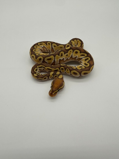 Banana Lesser Adder Ball Python by R and C Reptiles