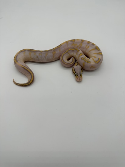 Super Pastel Highway Ball Python by R and C Reptiles