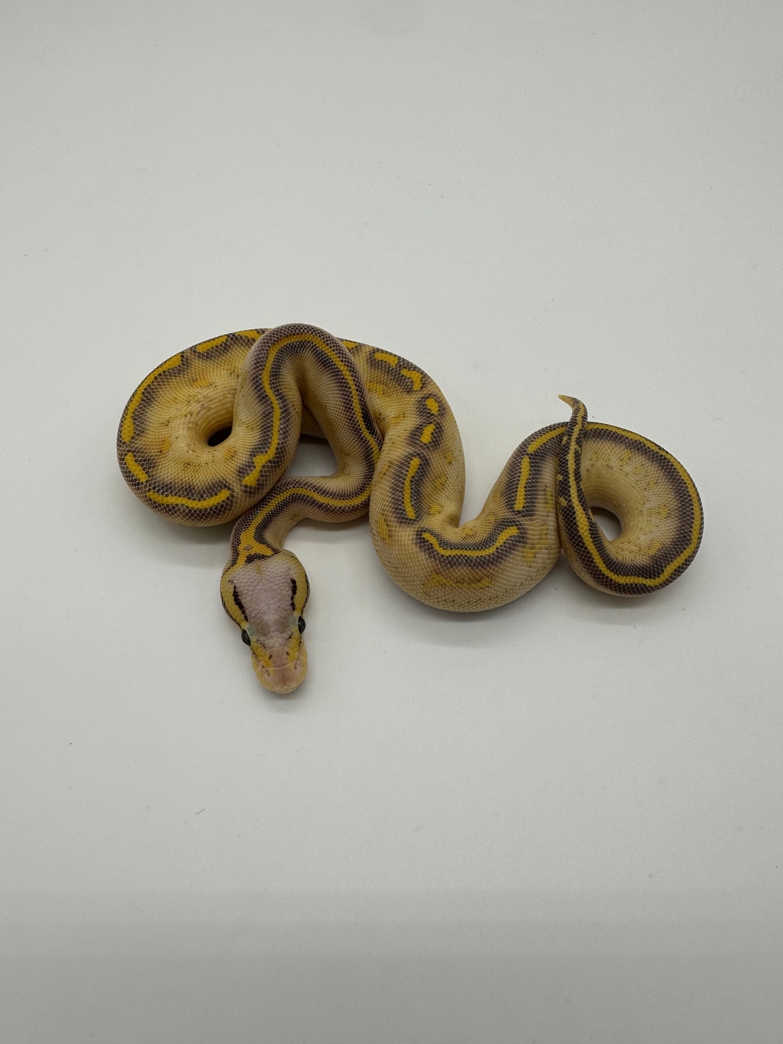 Pastel Highway Ball Python by R and C Reptiles - MorphMarket
