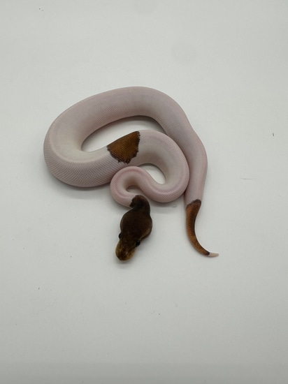 Black Magic Pied Ball Python By R And C Reptiles