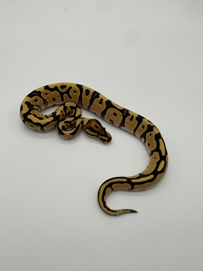 OD Vanilla Poss Super Vanilla Ball Python by R and C Reptiles
