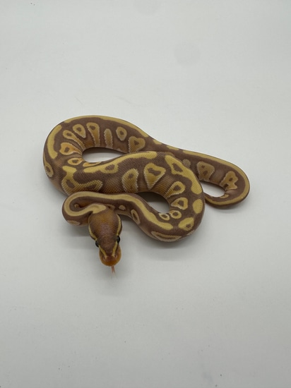 Mojave Banana Ball Python by R and C Reptiles