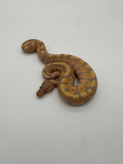 Banana Ball Python by R and C Reptiles