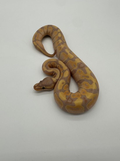 Banana Ball Python by R and C Reptiles