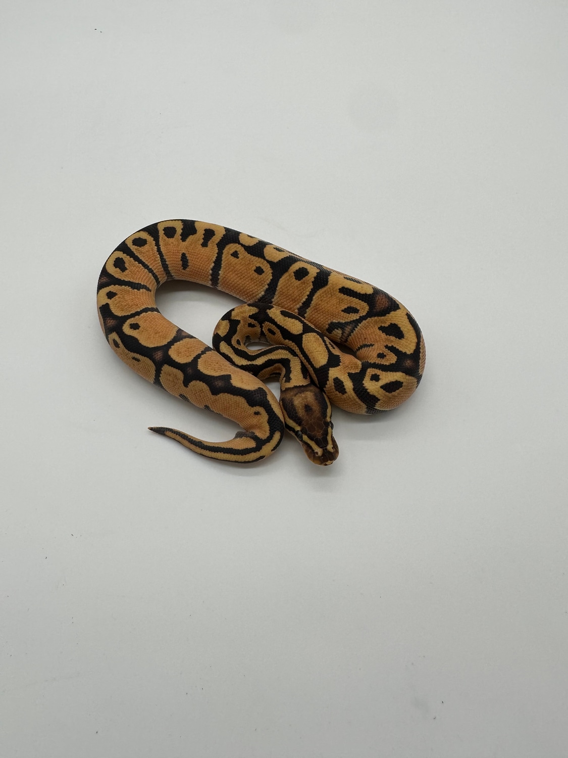 High Intensity Orange Dream Vanilla Ball Python by R and C Reptiles ...
