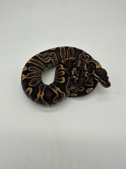 GHI Possible Blackhead Ball Python by R and C Reptiles