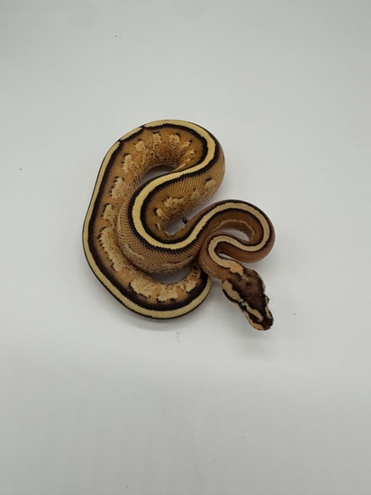Superstripe/Super Spector Ball Python by R and C Reptiles