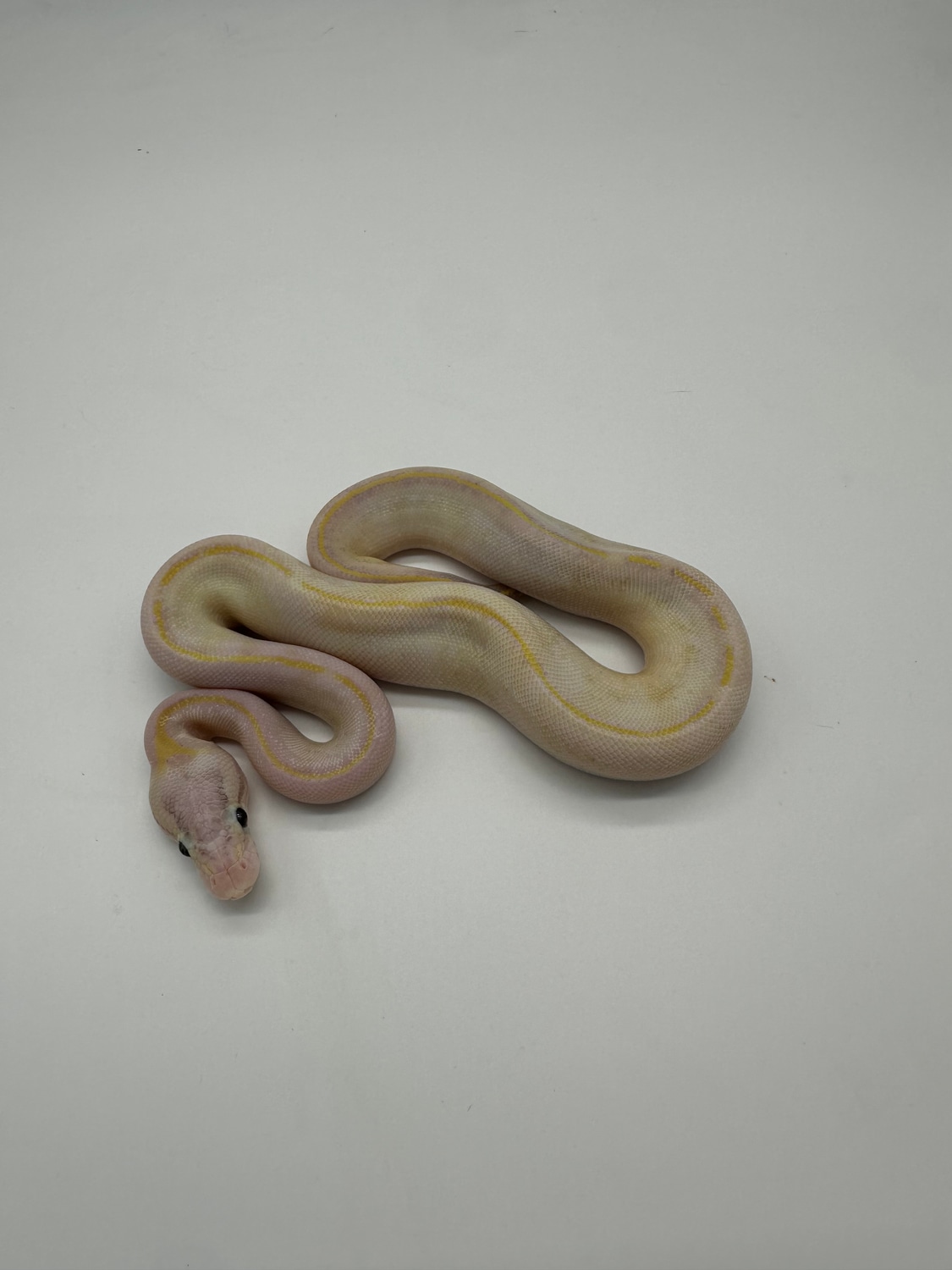 Pastel Prob Super Pastel Ivory