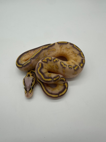Pastel Highway Ball Python by R and C Reptiles
