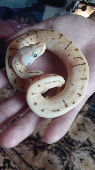 Spinner Blast Ball Python by M&J Coots Exotics