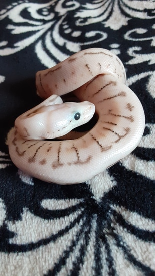 Pewter Spinner Blast Ball Python by M&J Coots Exotics