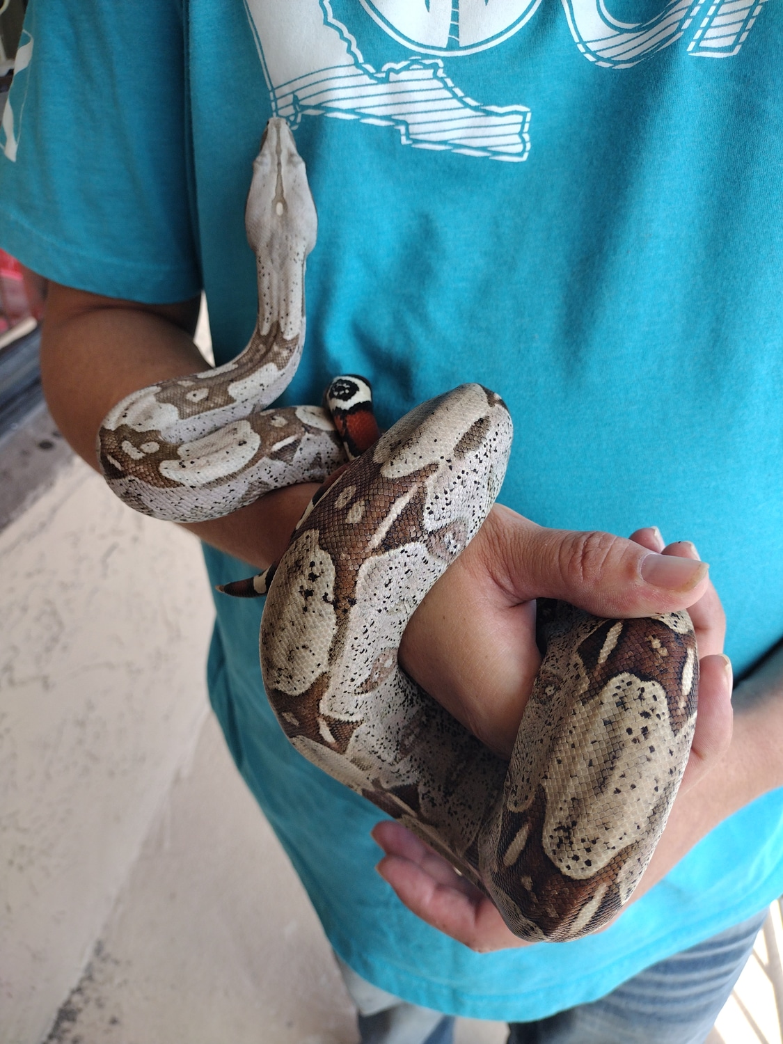 Surinam True Red-tailed Boa Constrictor by M&J Coots Exotics - MorphMarket