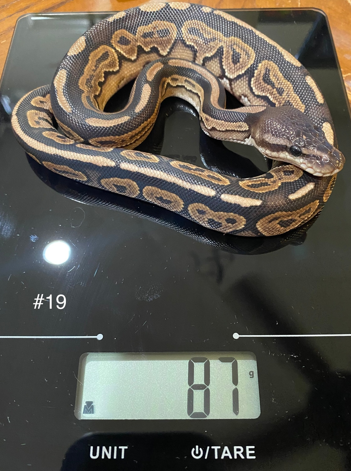 Cinnamon Ball Python by Rail Road Royals - MorphMarket