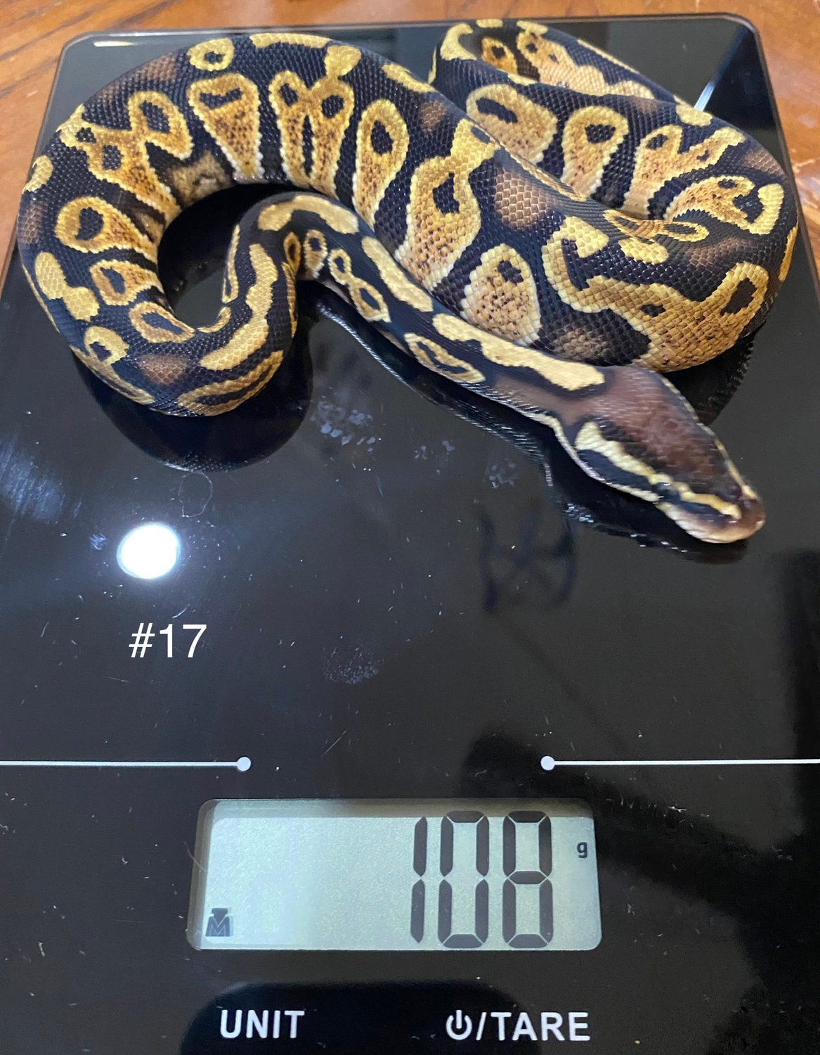 Pastel Ball Python by Rail Road Royals - MorphMarket