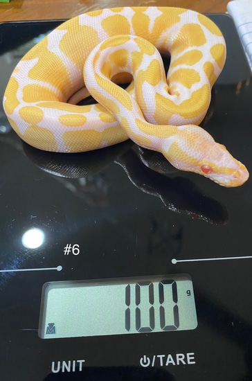 …Pair…Albino Jolliff Tiger 100 % Het Jolliff Axanthic Ball Python by ...