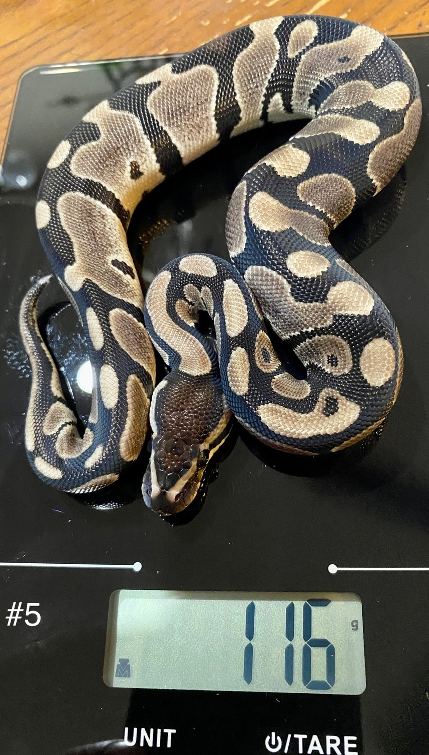 …Pair…Super Jolliff Tiger Jolliff Axanthic Het Albino Ball Python by ...